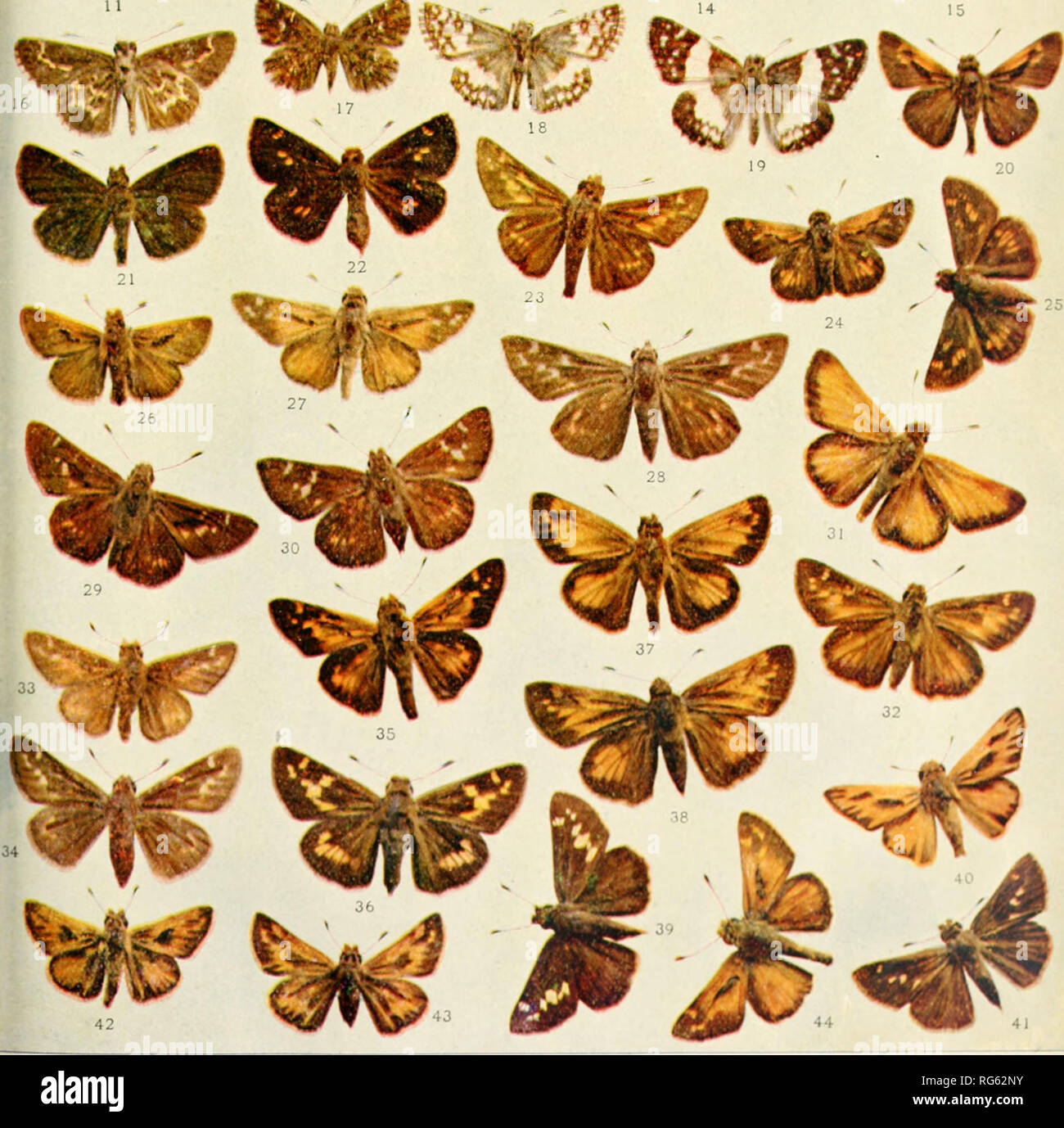 . The butterfly book; a popular guide to a knowledge of the butterflies ...