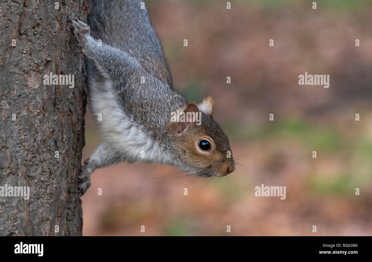 Regents park squirrel hi-res stock photography and images - Alamy