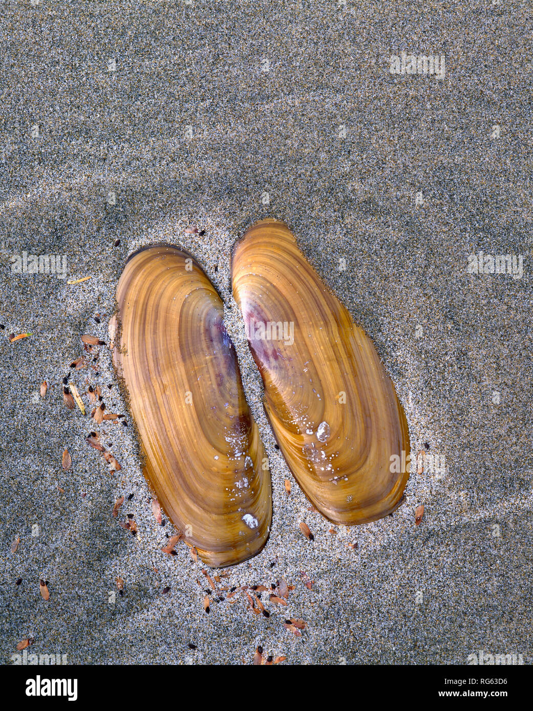 USA, Oregon, Oswald West State Park, Mussel shell and beach sand Stock ...