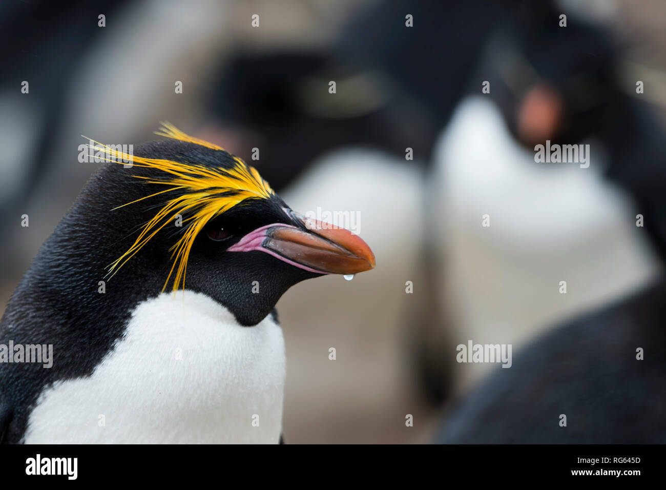macaroni penguin eudyptes chrysolophus portrait side on with water ...