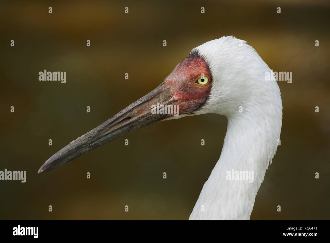 Siberian crane (Grus leucogeranus), also known as the snow crane Stock ...