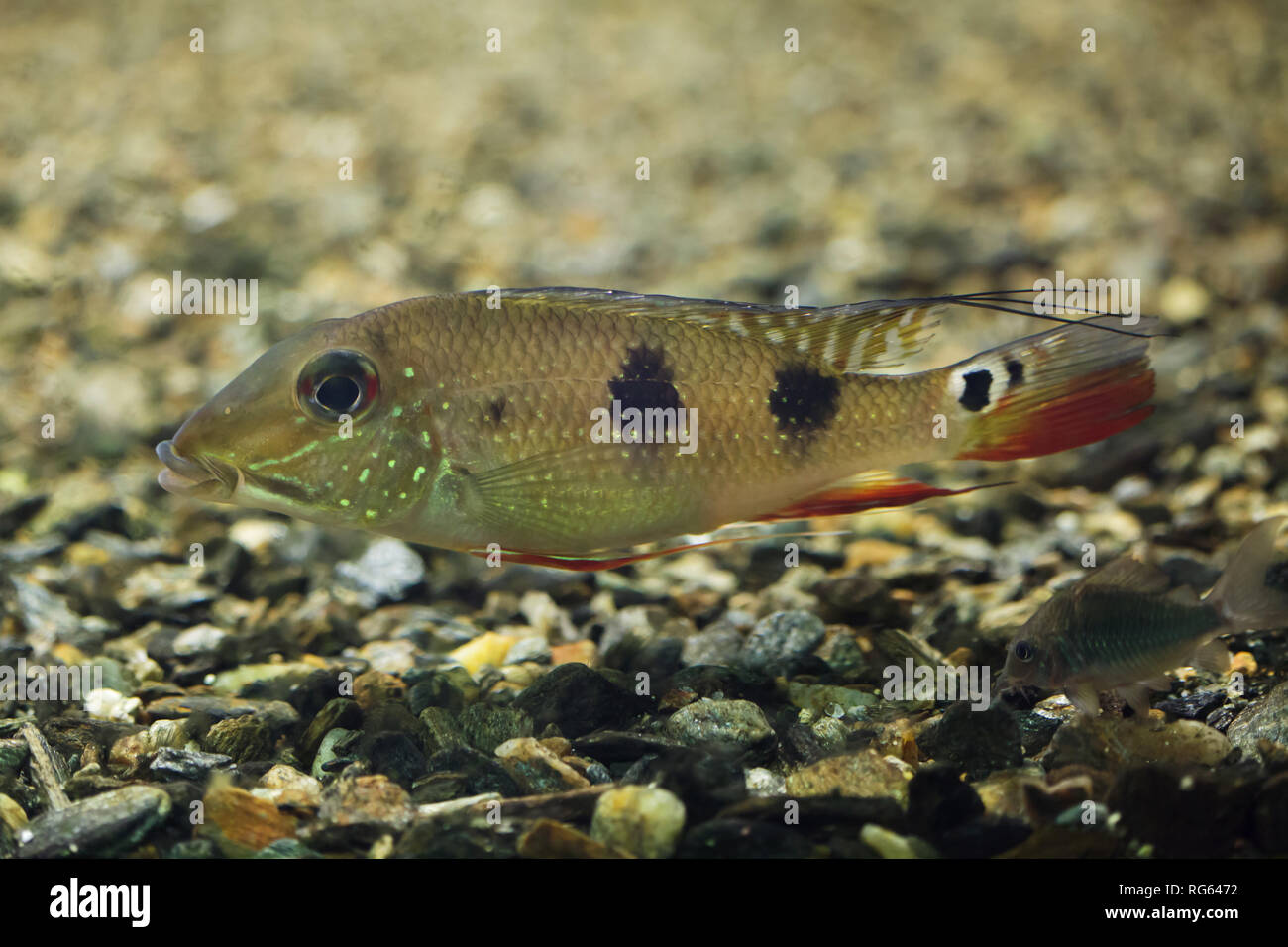 Threespot eartheater (Satanoperca daemon), also known as the spotted ...