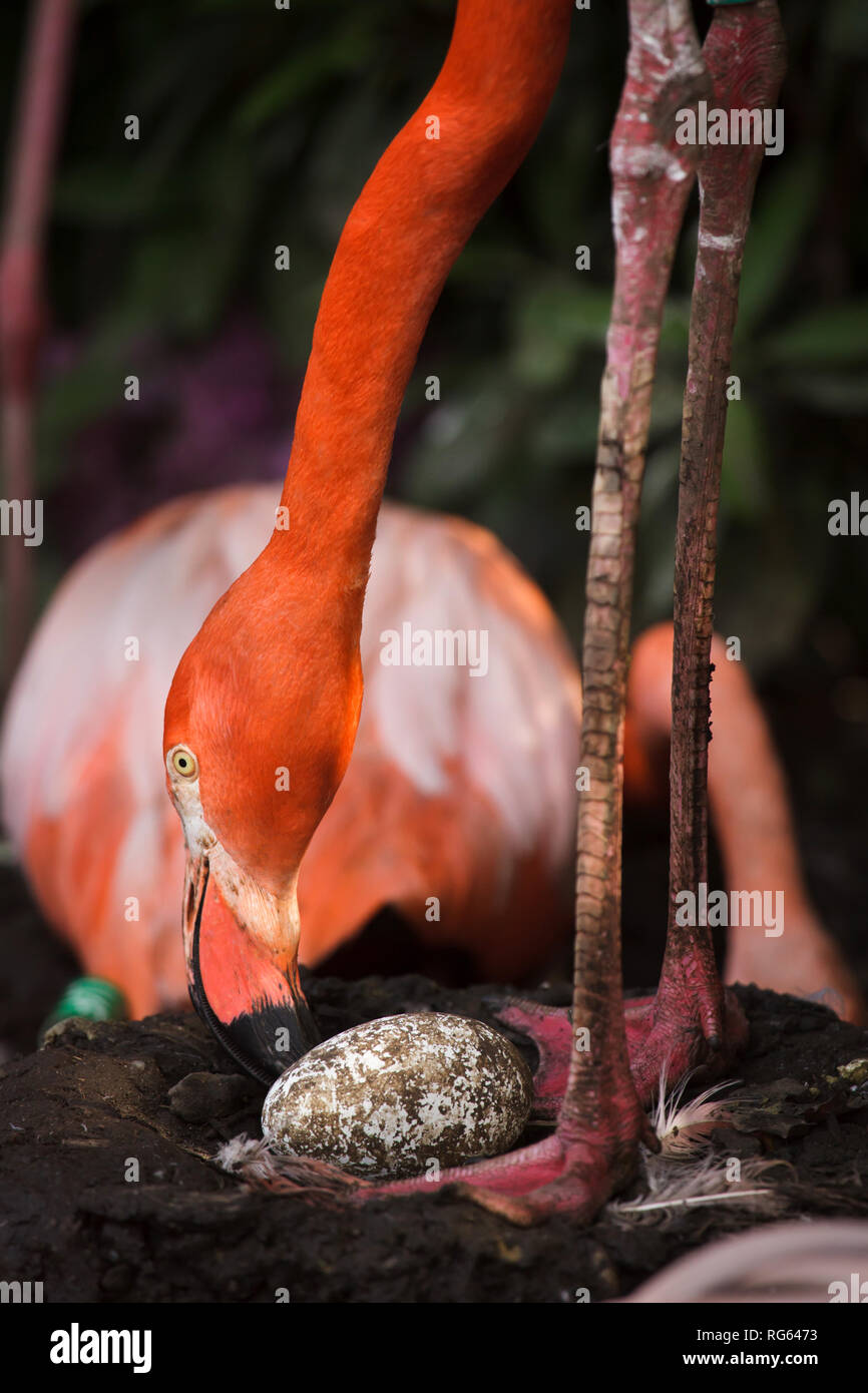 Caribbean flamingo nest hi-res stock photography and images - Alamy