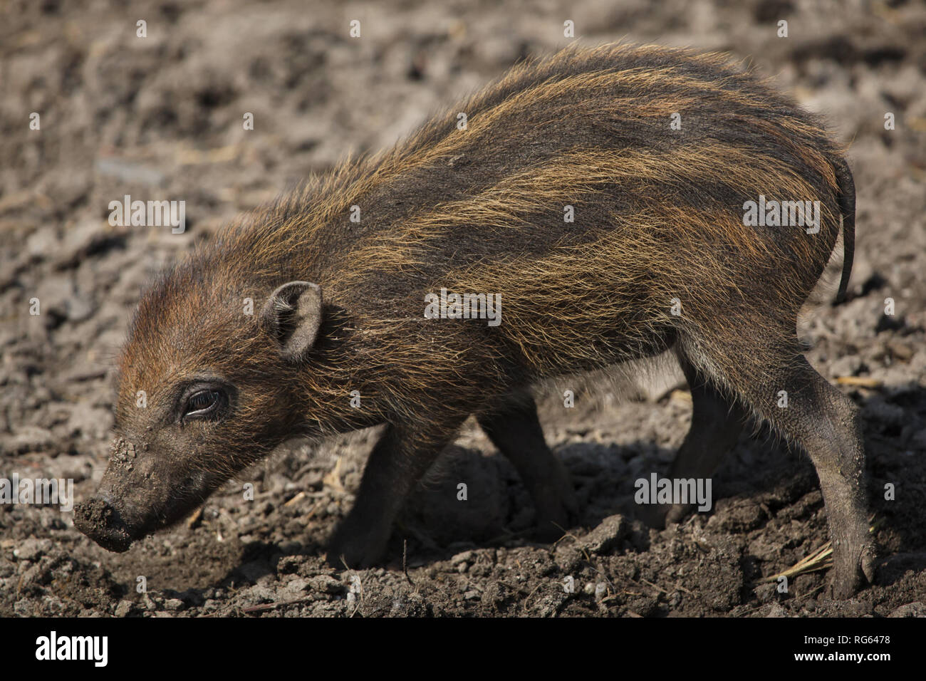Visayan warty pig (Sus cebifrons). Wildlife animal Stock Photo - Alamy
