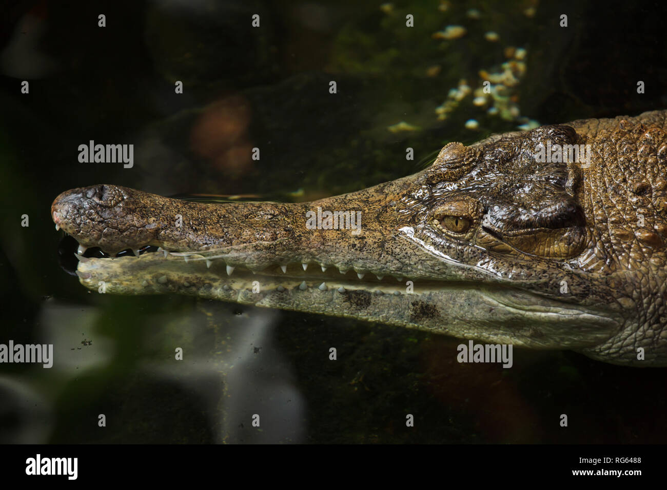 Slender snouted crocodile hi-res stock photography and images - Alamy