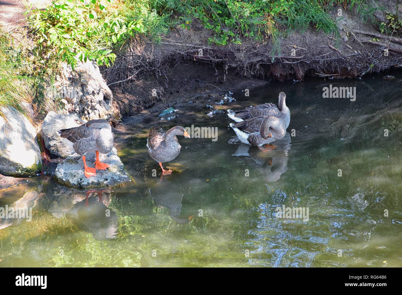 Ducks (Anatidae) swimming and resting in the water and banks of the ...
