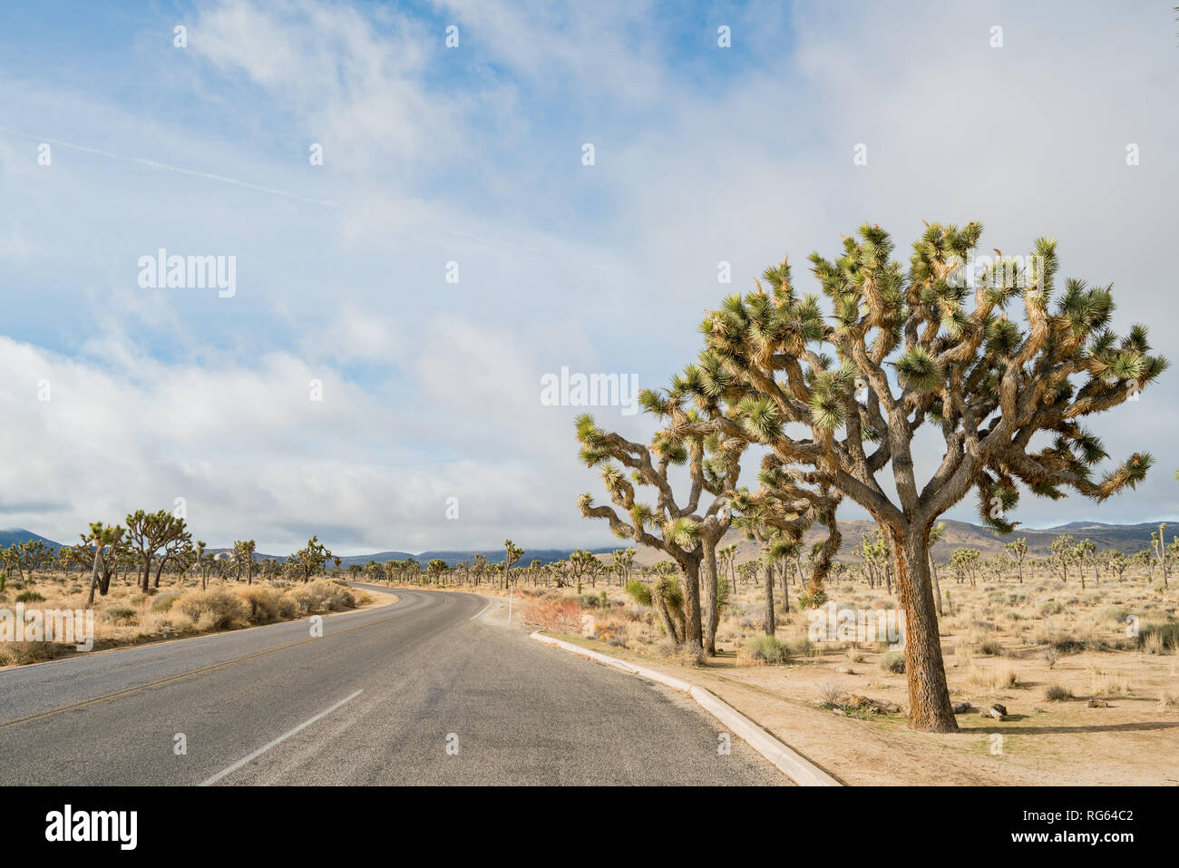 Beautiful landscape with Joshua tree, mountain, rocks at Joshua Tree ...