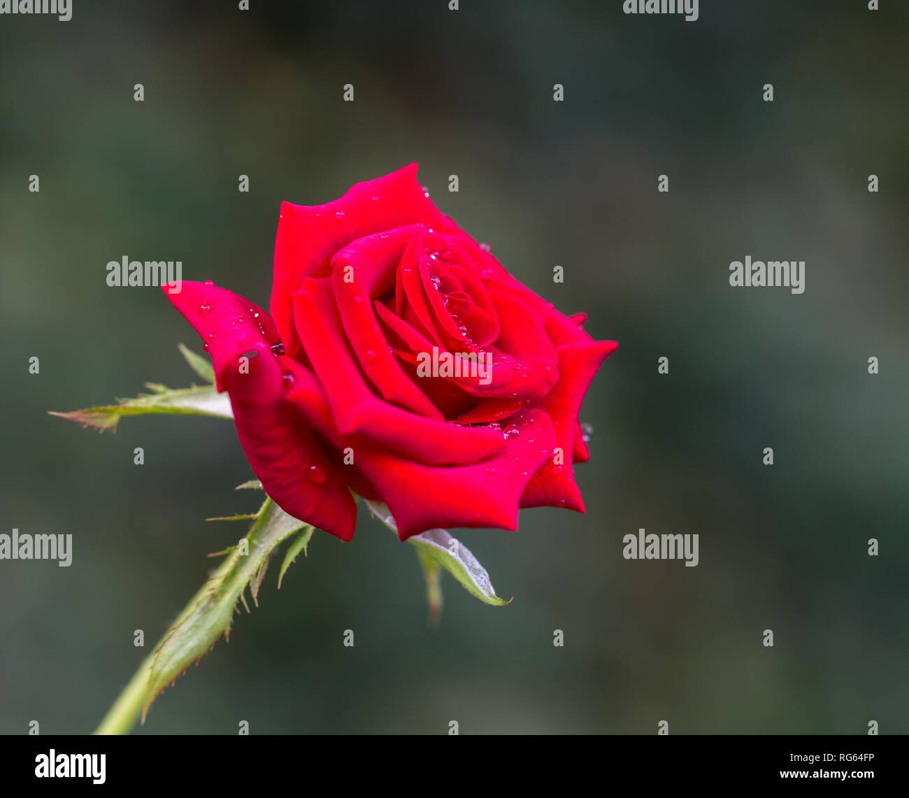 A stalk of red rose for the lady Stock Photo - Alamy