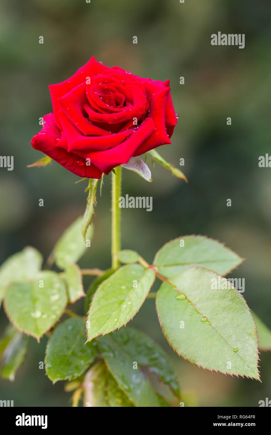 A stalk of red rose for the lady Stock Photo - Alamy