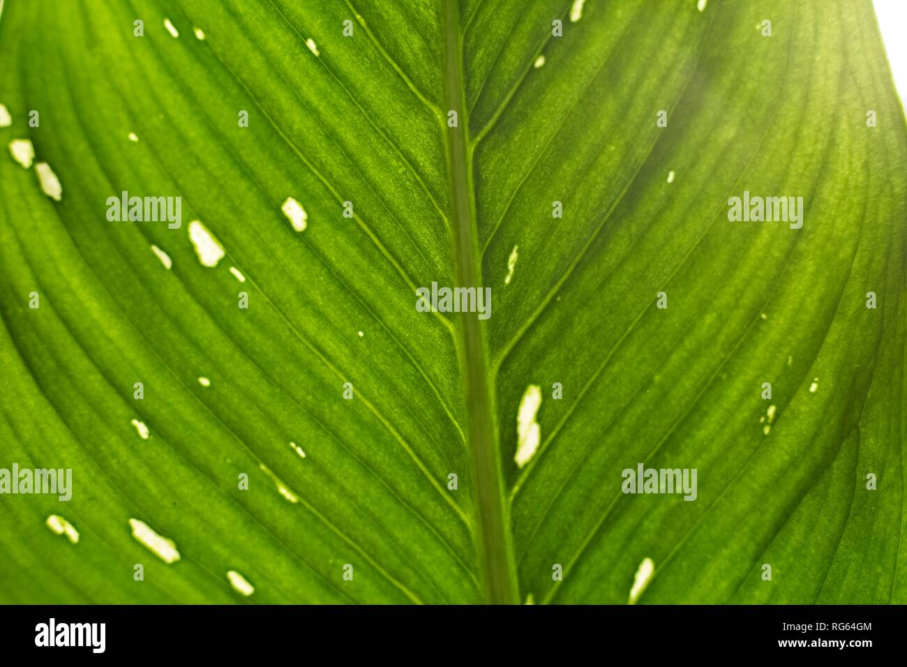 Big green leaf hi-res stock photography and images - Alamy