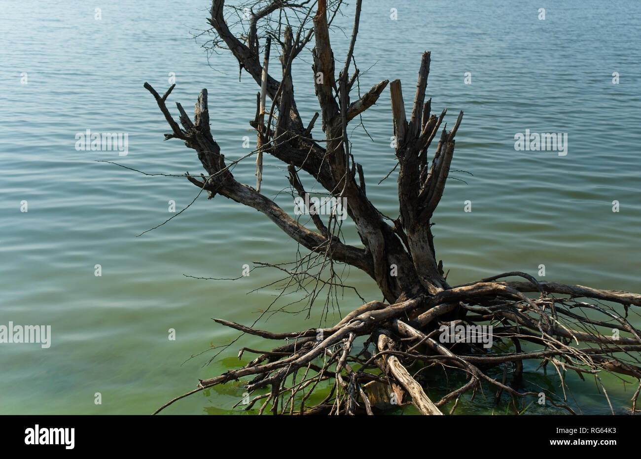 Dead tree in water hi-res stock photography and images - Alamy