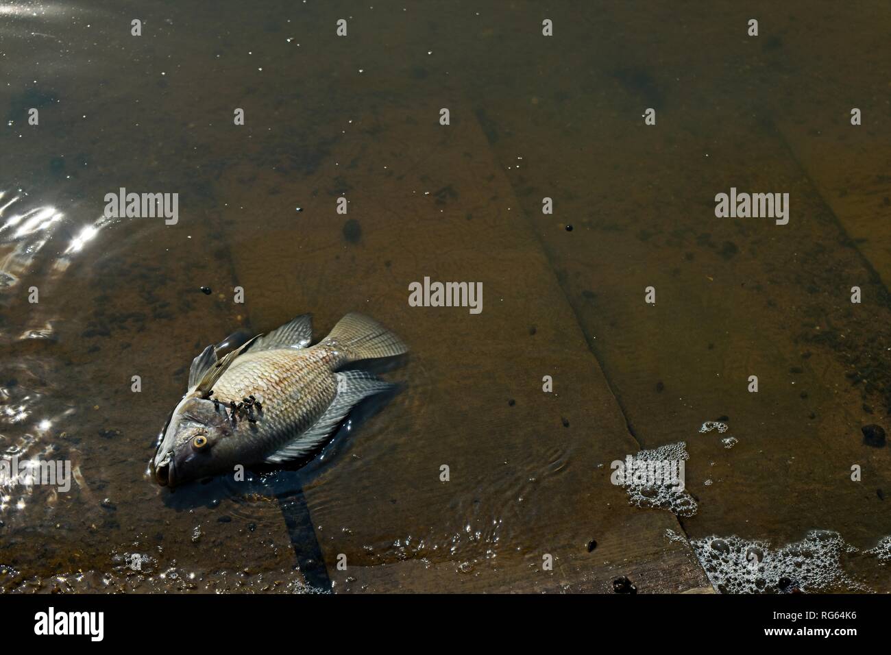 Polluted water dead fish hi-res stock photography and images - Alamy