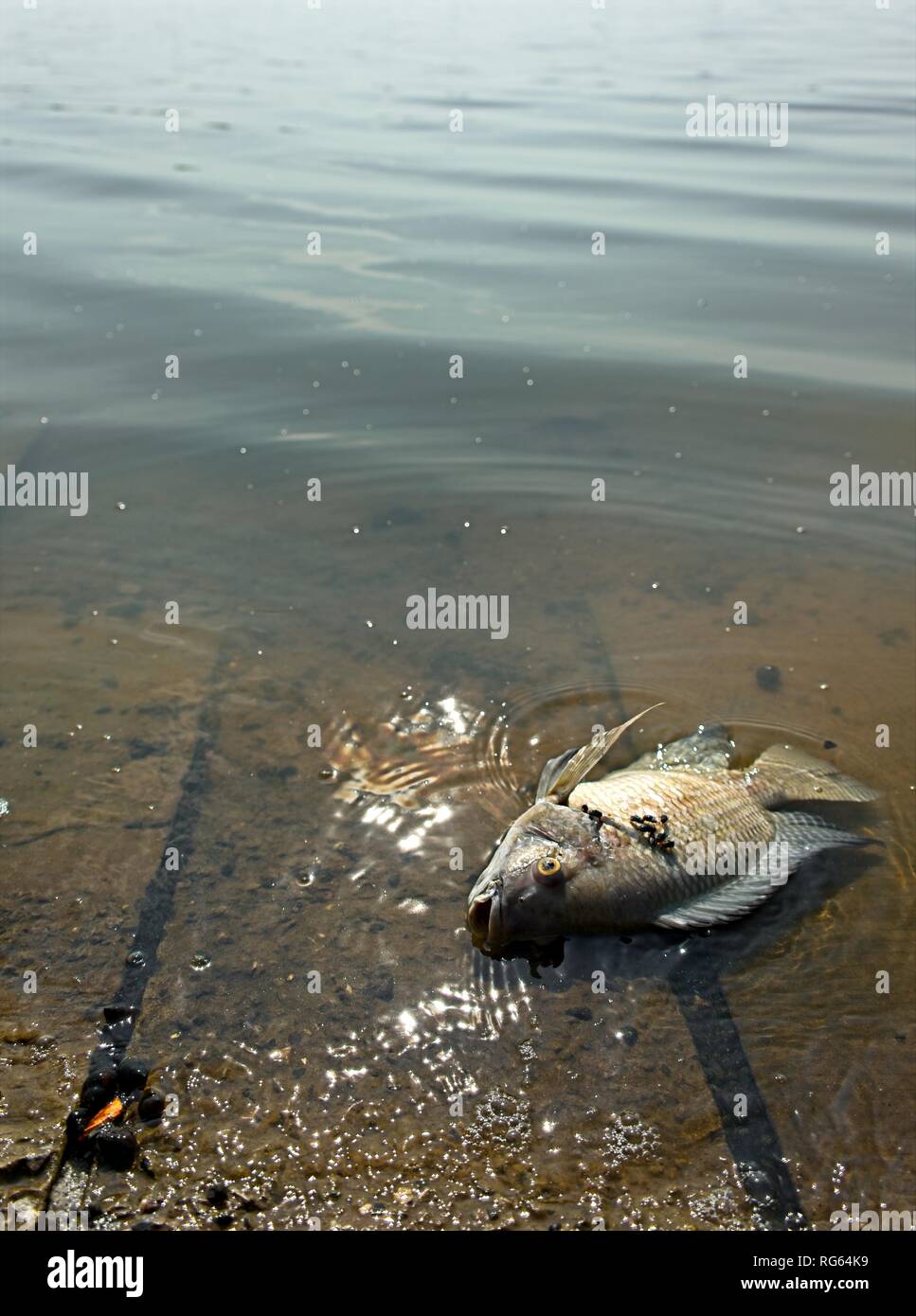 Dead fish in polluted lake hi-res stock photography and images - Alamy