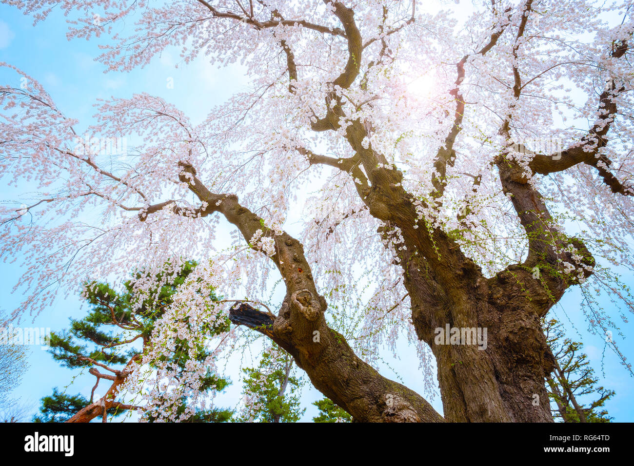 Hirosaki, Japan - April 23 2018: The Fujita Memorial Japanese Garden ...