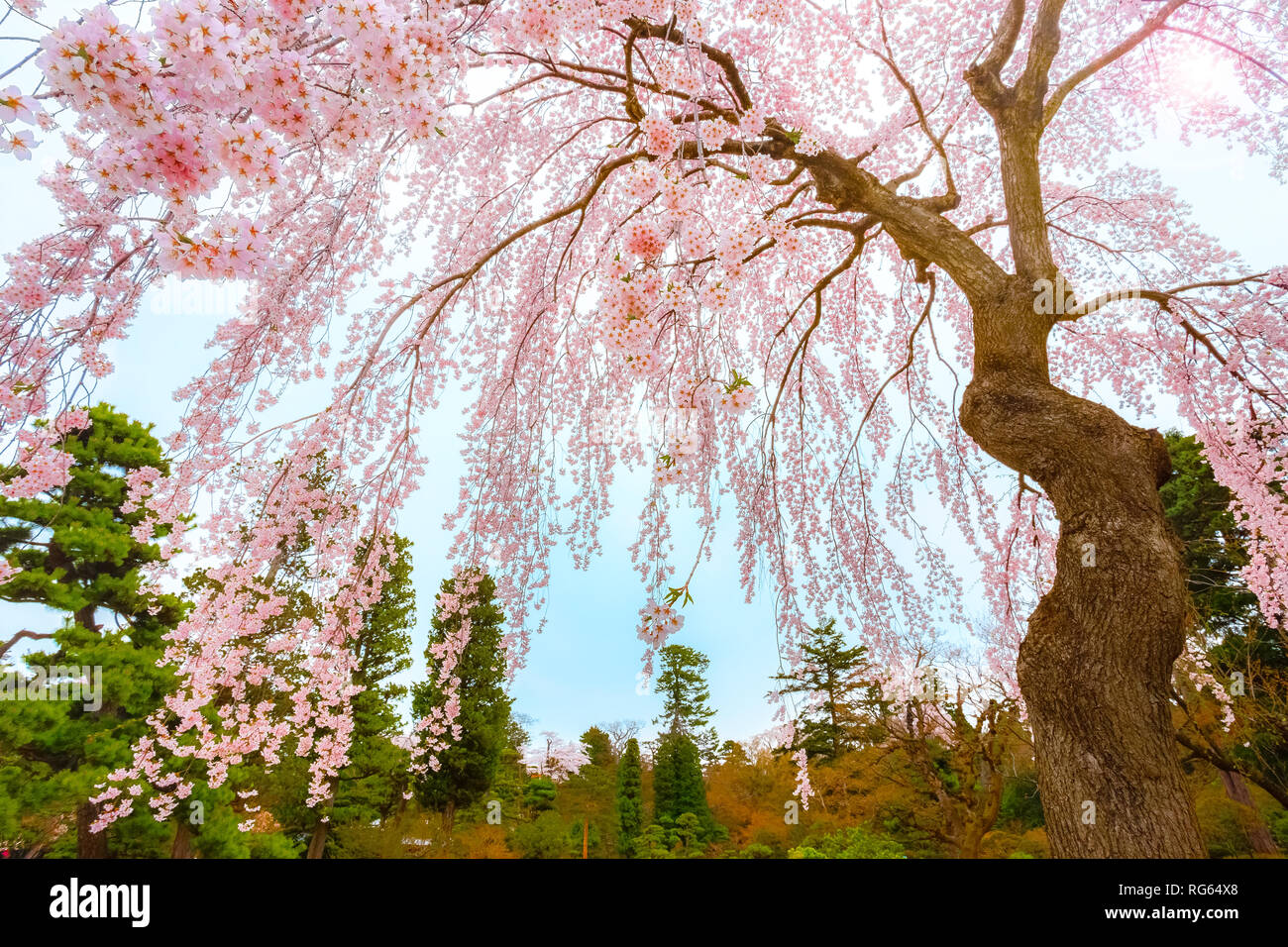 Hirosaki, Japan - April 23 2018: The Fujita Memorial Japanese Garden ...