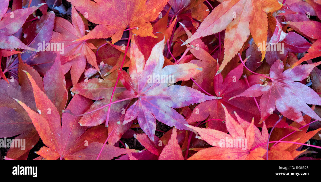 A pile of vibrant red Japanese Maple leaves scattere on the ground in ...