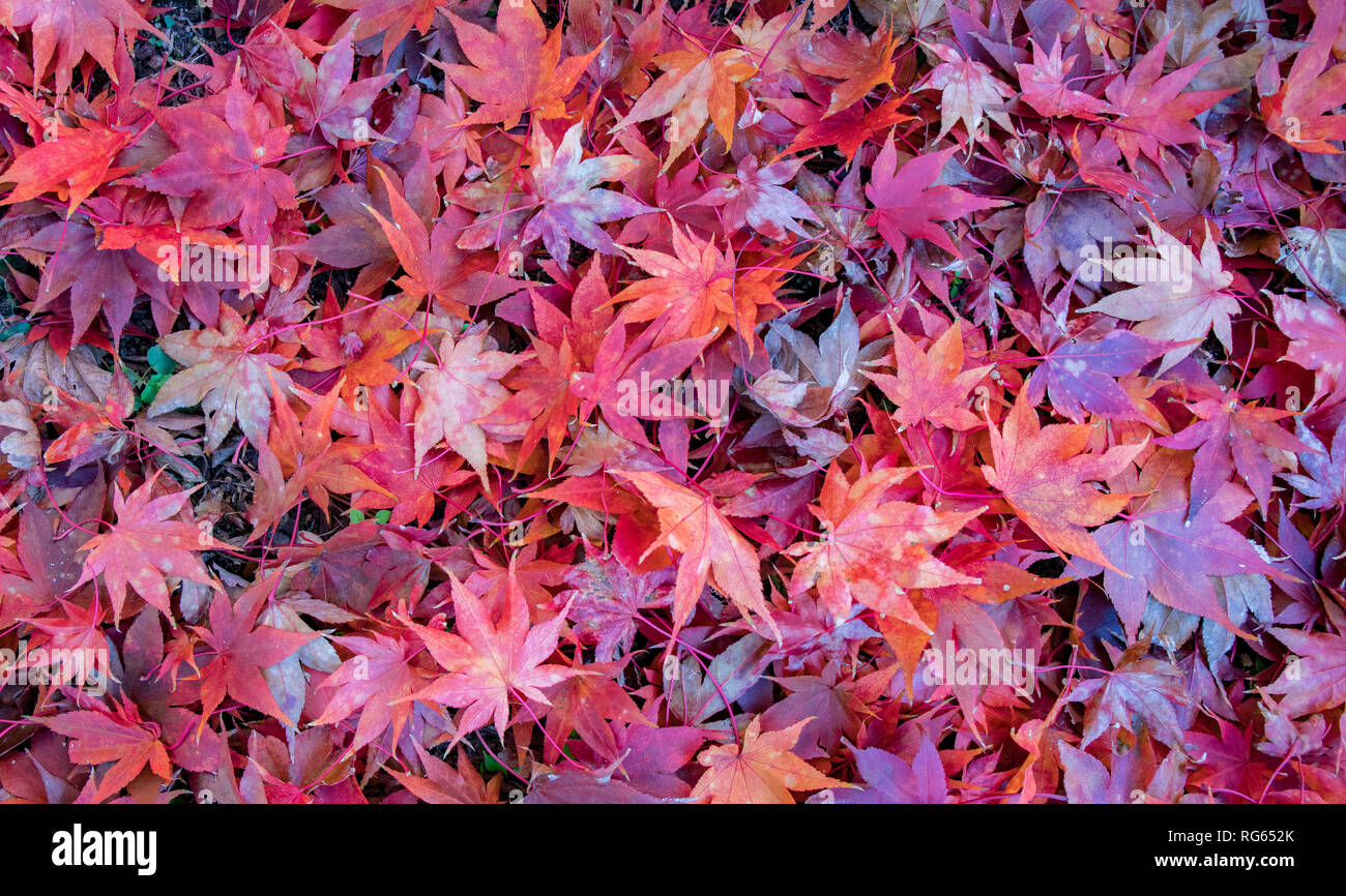 Scattered colors hi-res stock photography and images - Alamy