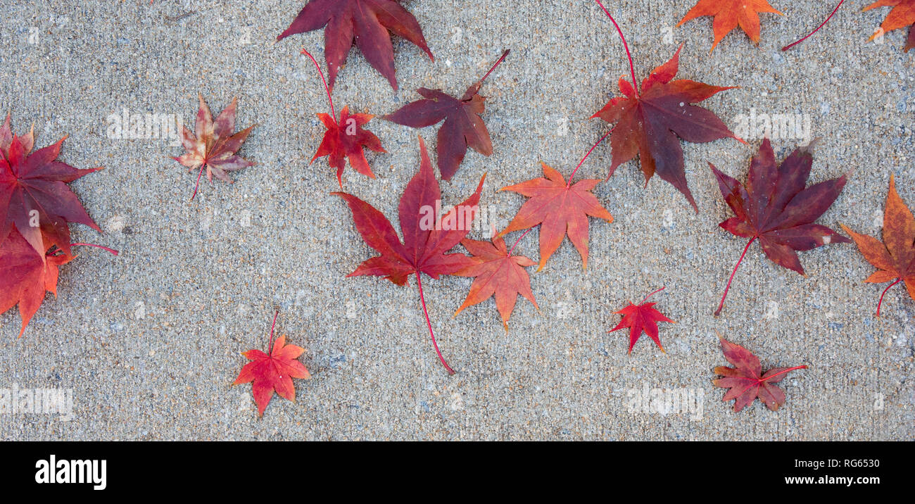 Scattered fallen leaves hi-res stock photography and images - Alamy