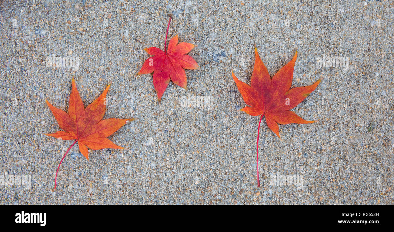 Leaf with three points hi-res stock photography and images - Alamy
