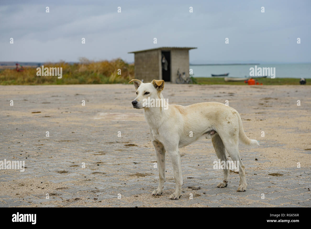 Dog with scenery hi-res stock photography and images - Alamy