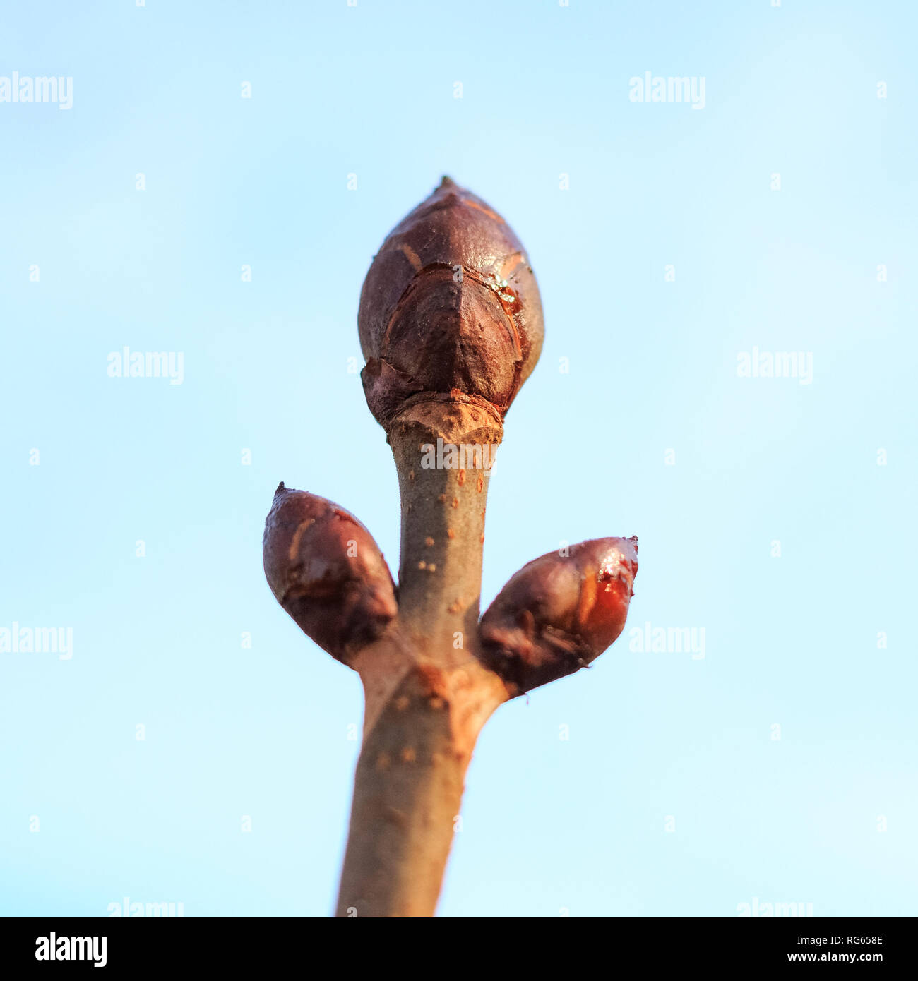 A branch of a tree or a bush with swollen buds ready to bloom in the ...