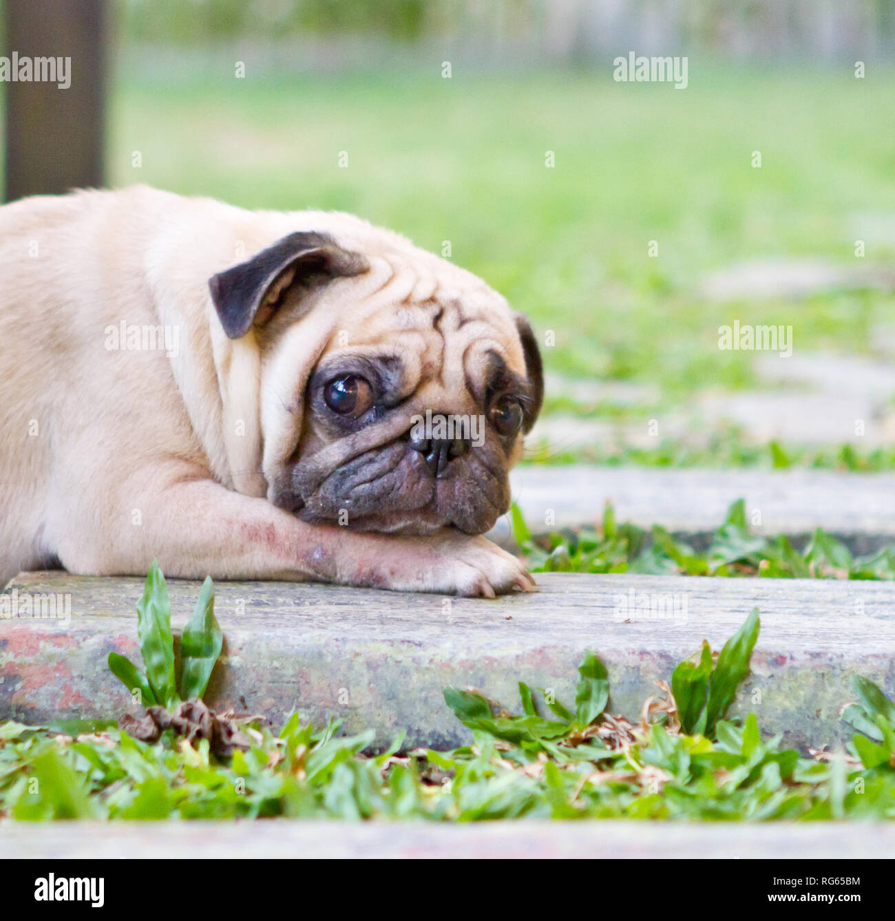 Fat Pugs In Costumes