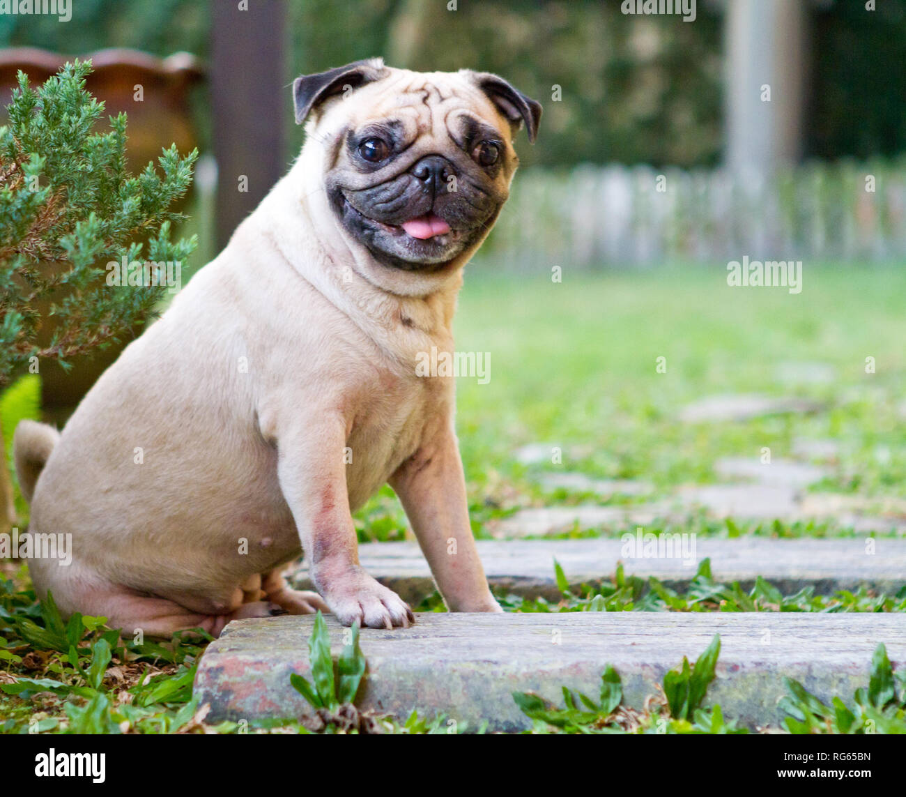 Pug relaxing in a garden Stock Photo - Alamy