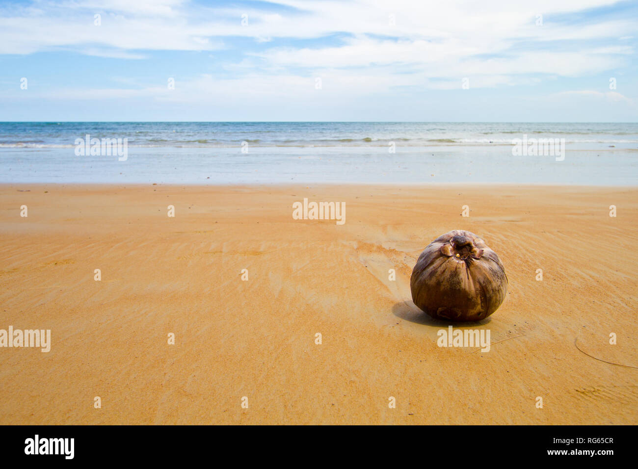 One coconut hi-res stock photography and images - Alamy