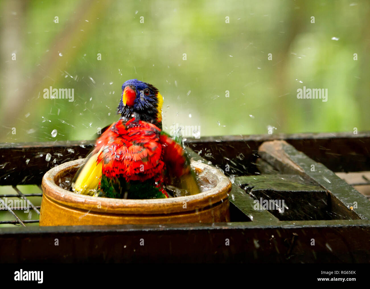 Bird having a bath hi-res stock photography and images - Alamy