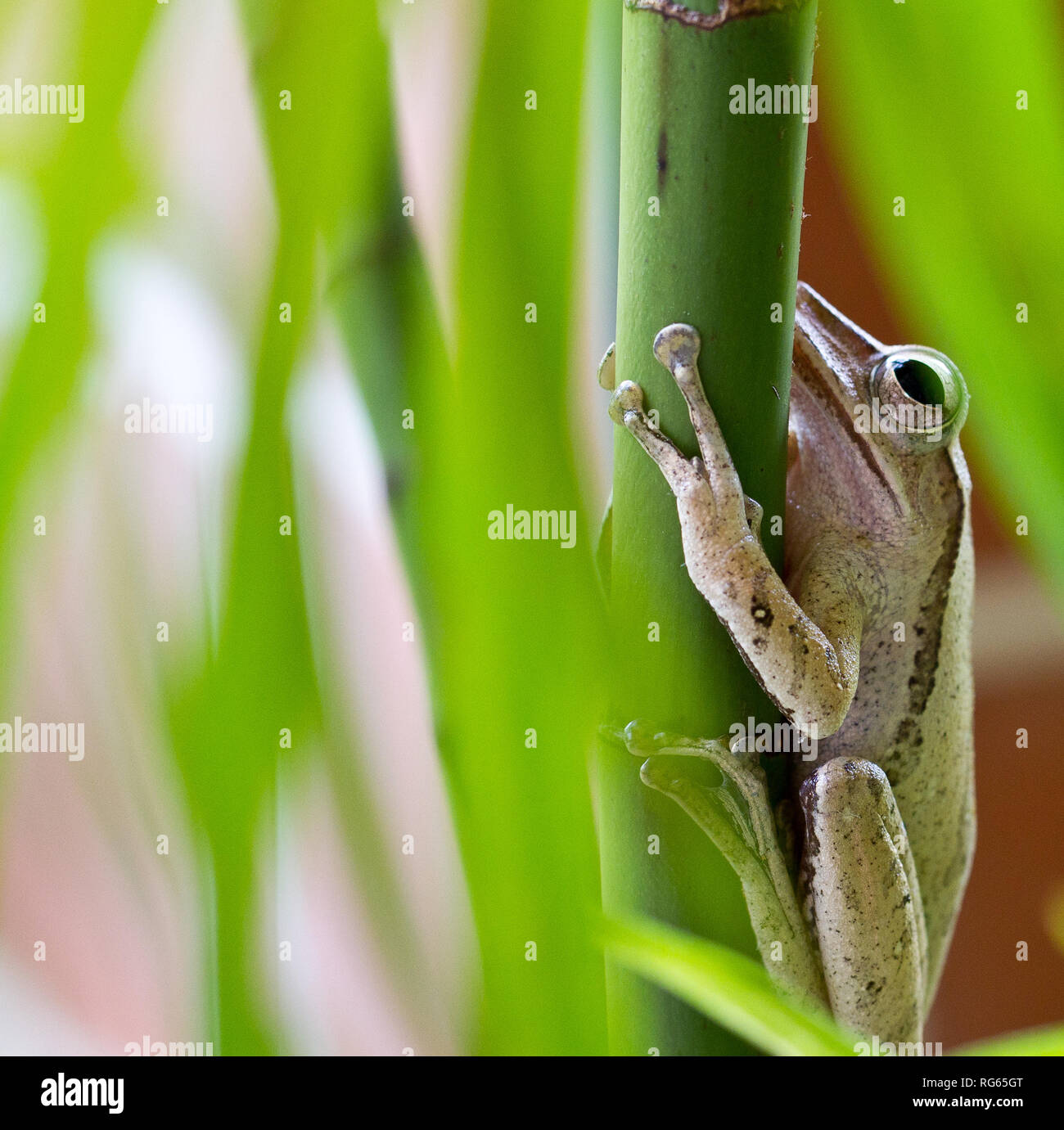Garden frog on a plant Stock Photo - Alamy