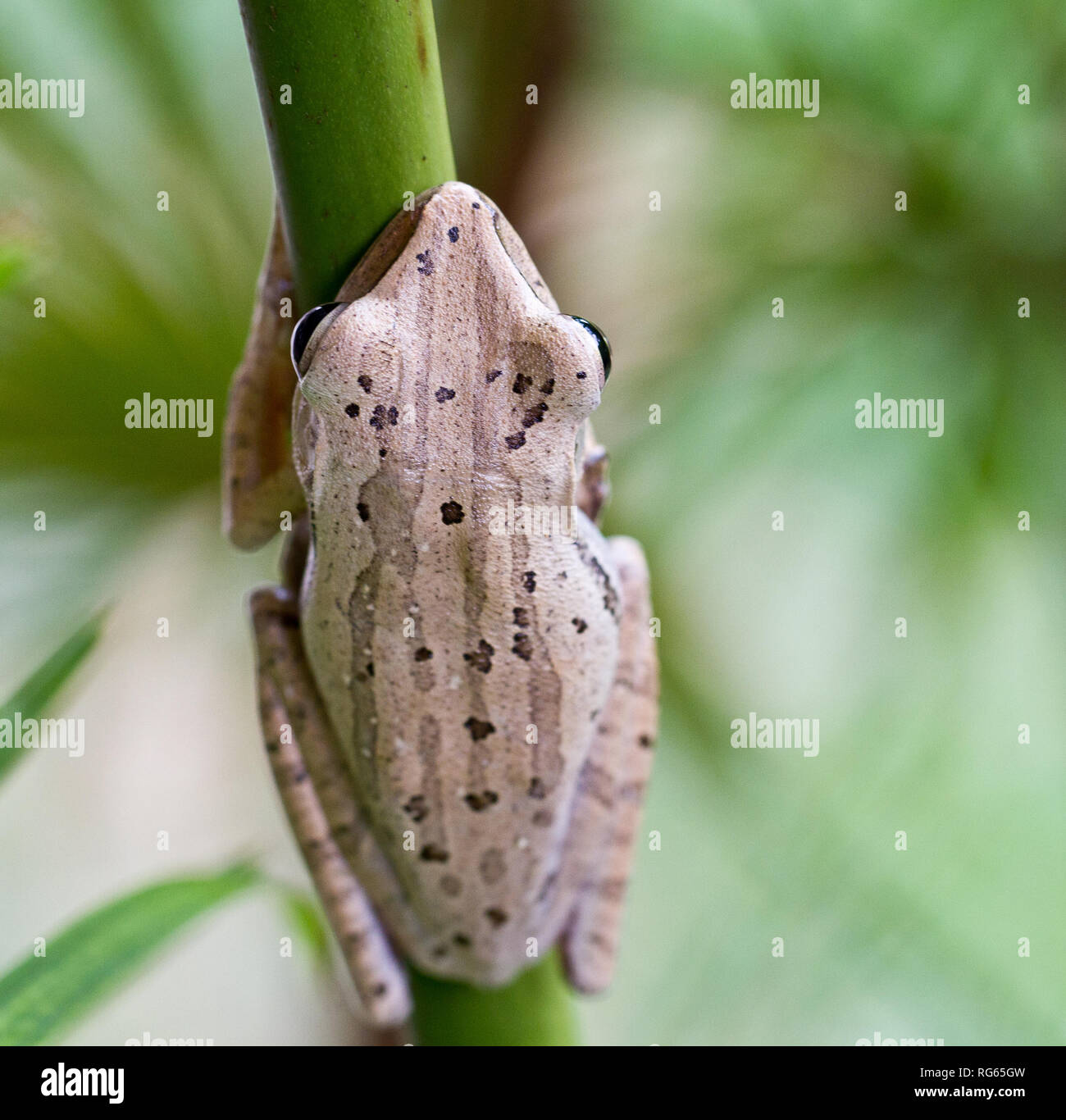 Garden frog on a plant Stock Photo - Alamy