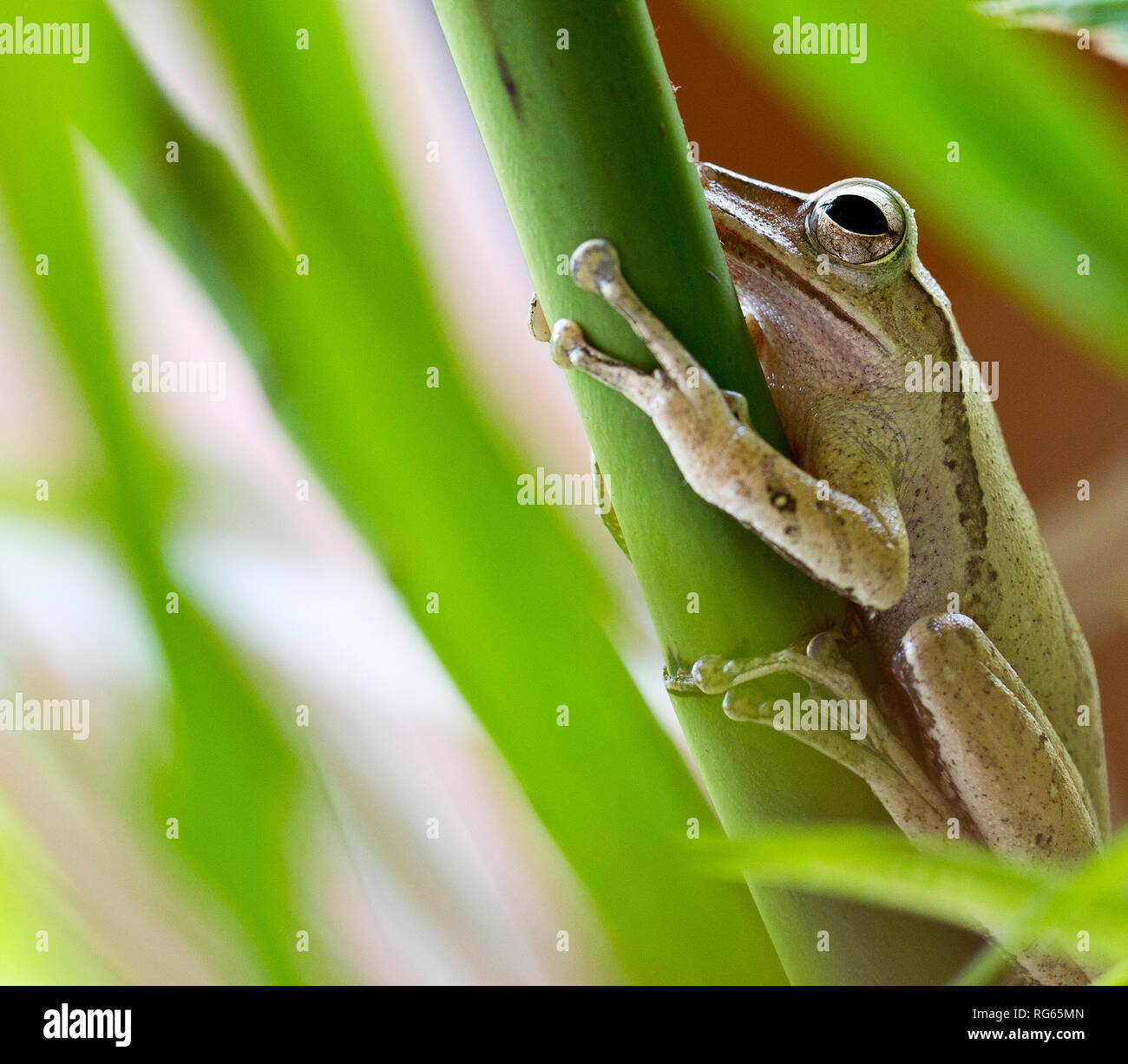 Garden frog on a plant Stock Photo - Alamy