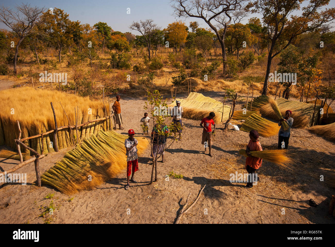African womans making bundles of straw ready for sale, the material is ...