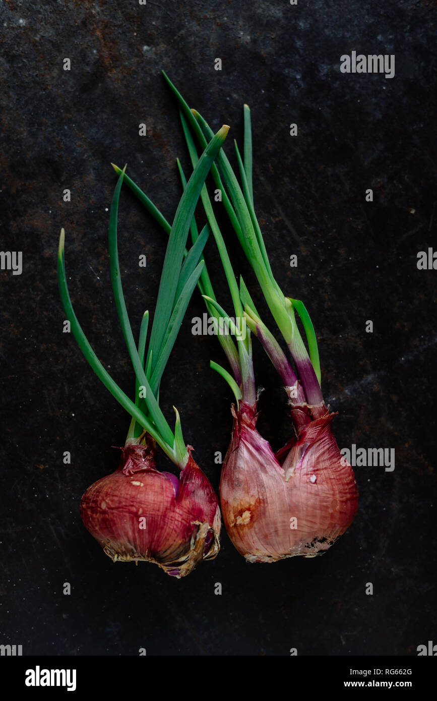 Red onion sprout Stock Photo - Alamy