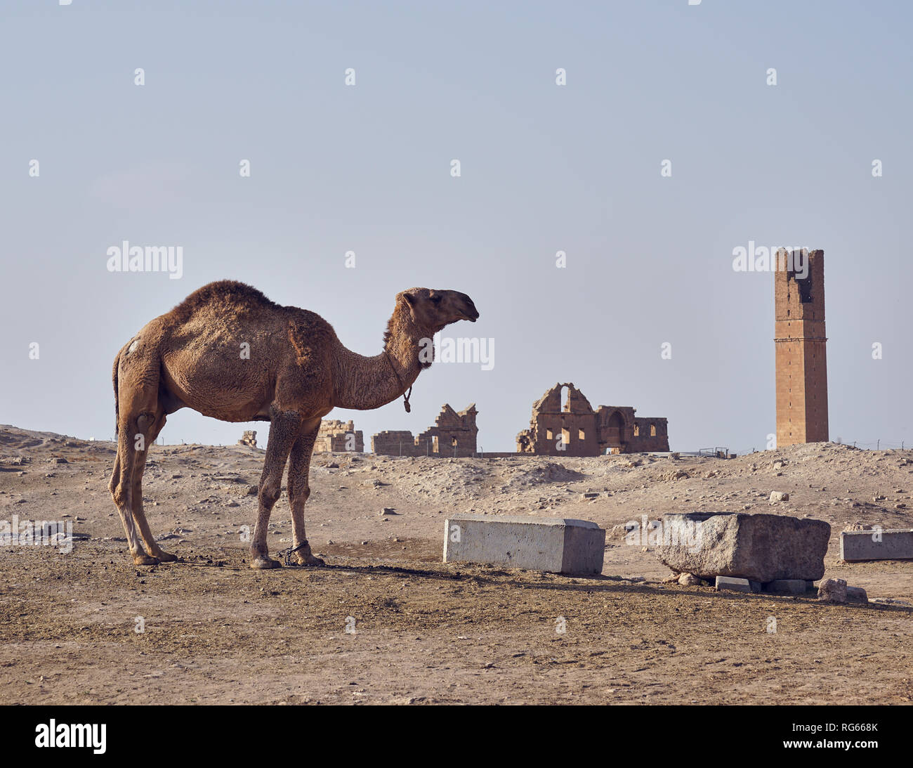 Ruins of oldest university of the world and camel Stock Photo - Alamy