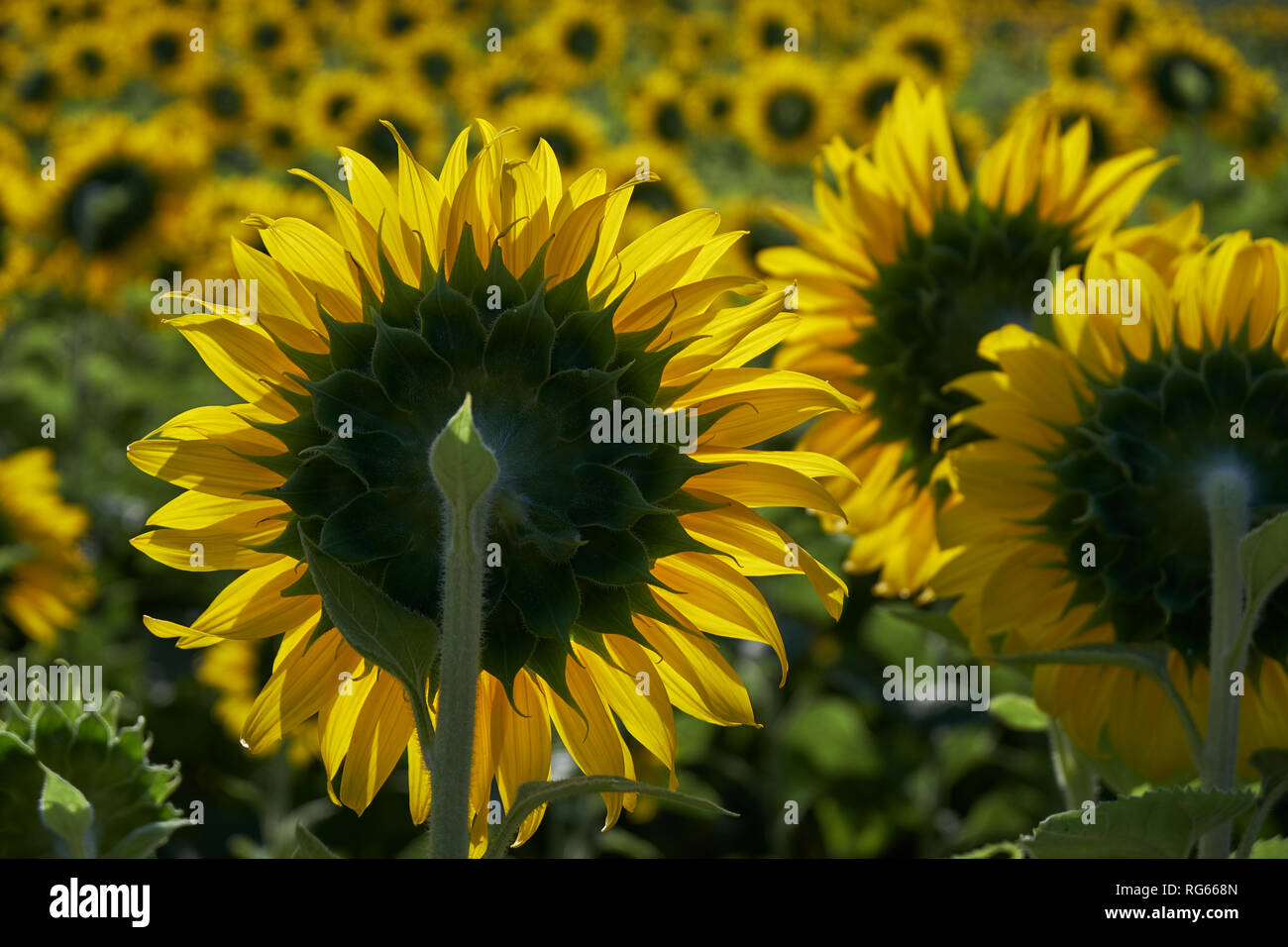 Back side of sunflower Stock Photo - Alamy