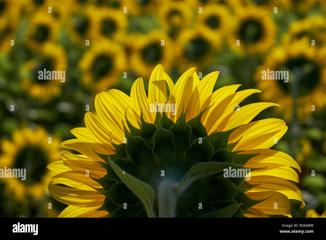 Back side sunflower hi-res stock photography and images - Alamy