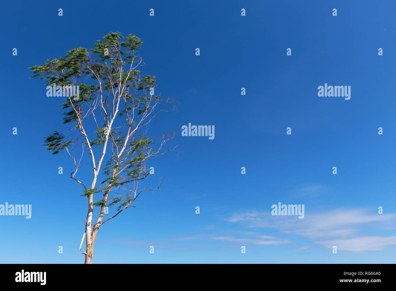 Eucalyptus tree and the sky on a fair weather day Stock Photo - Alamy