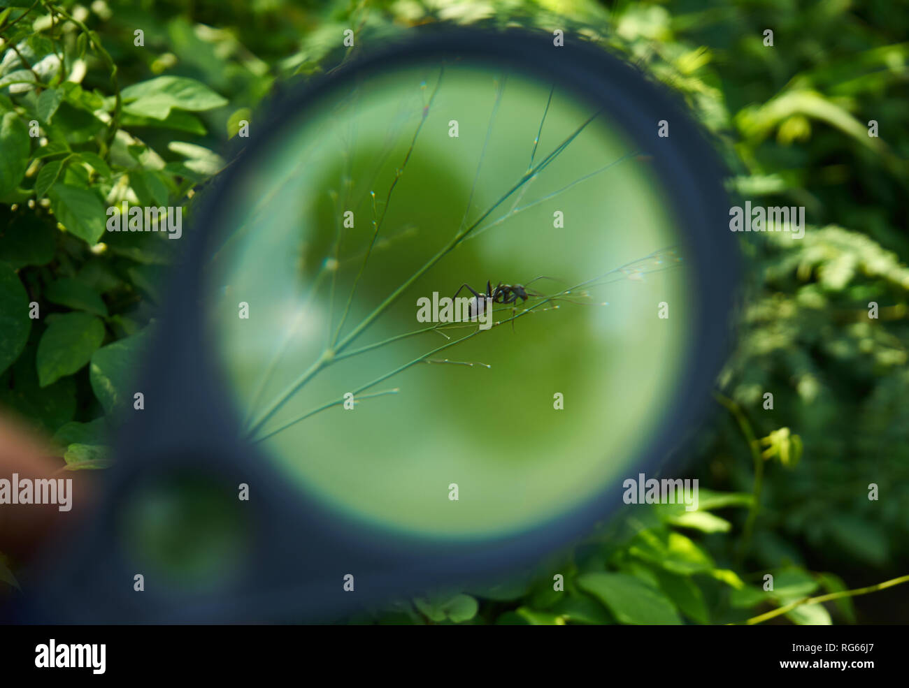 Magnifying glass insect hi-res stock photography and images - Alamy