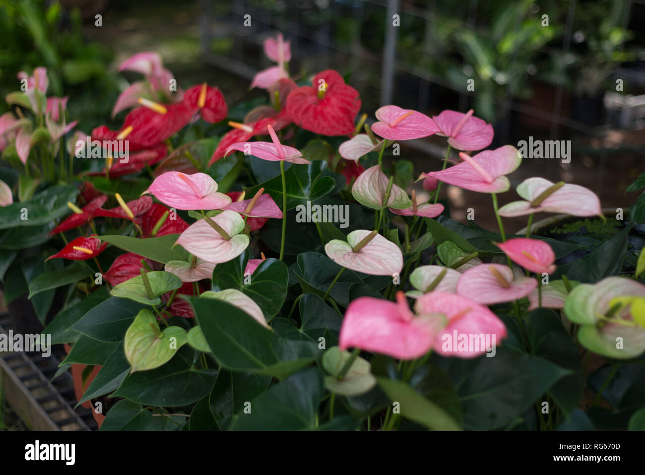 Colorful anthurium flower Stock Photo - Alamy