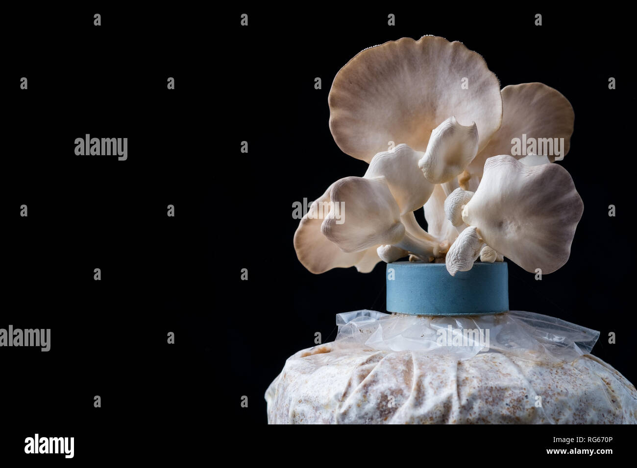 Mushroom growing from seed bag Stock Photo - Alamy