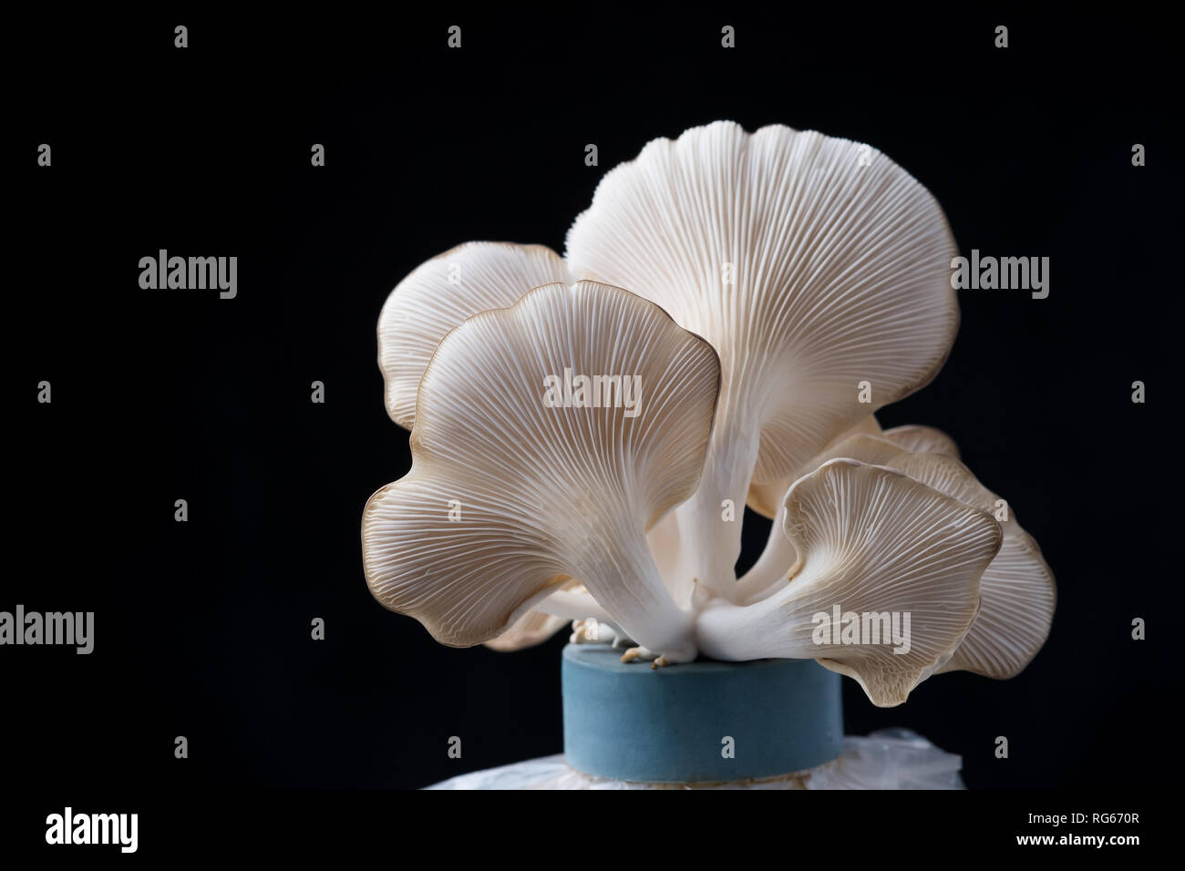 Mushroom growing from seed bag Stock Photo - Alamy