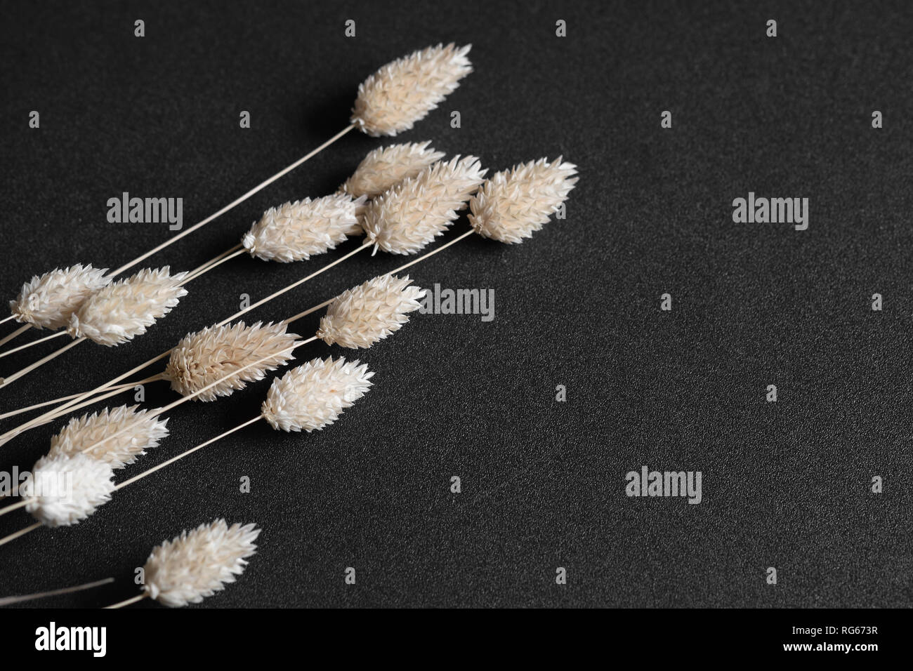 Dried flower for handcraft Stock Photo - Alamy