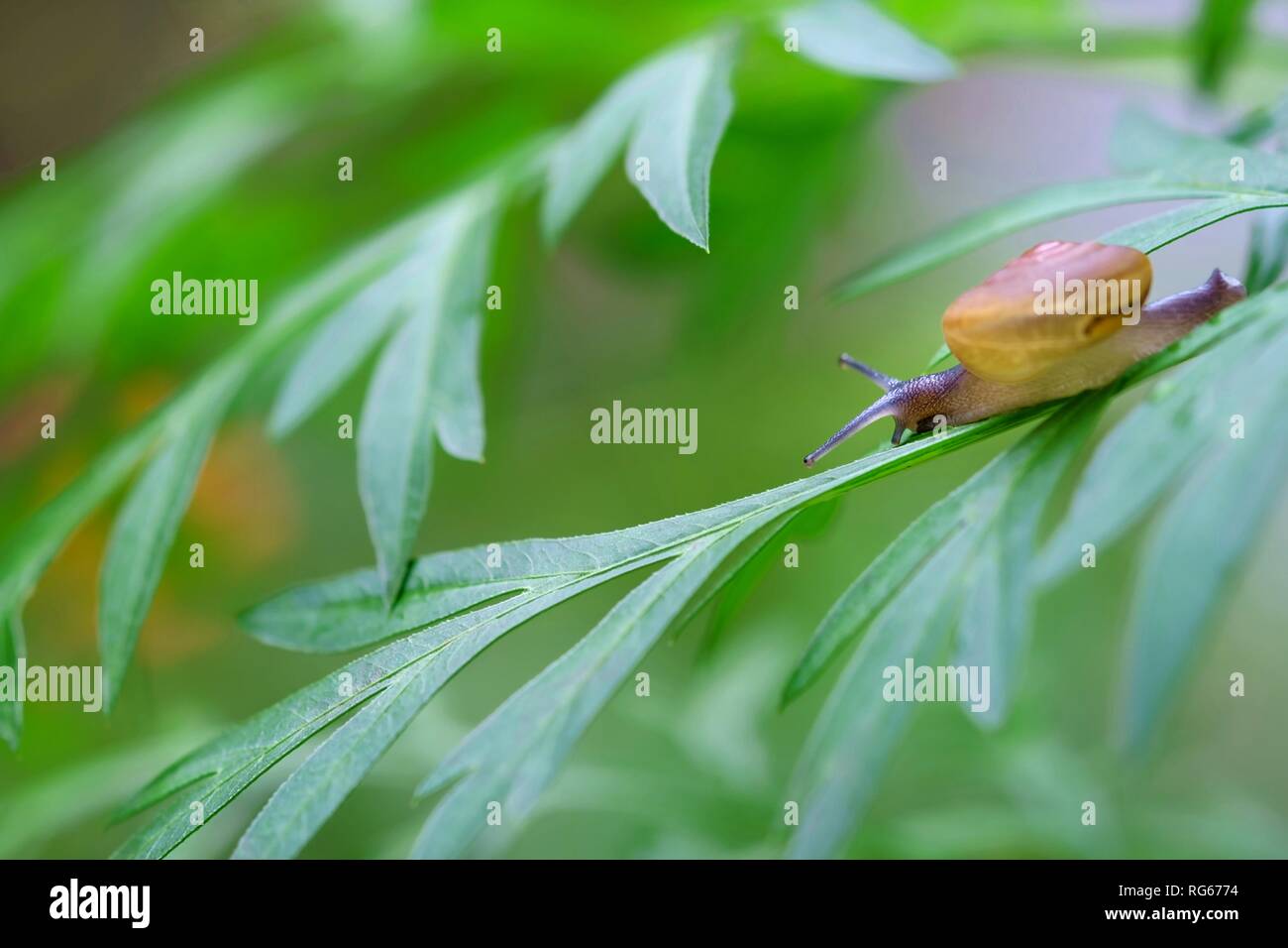 Snail climbing on leaf Stock Photo - Alamy