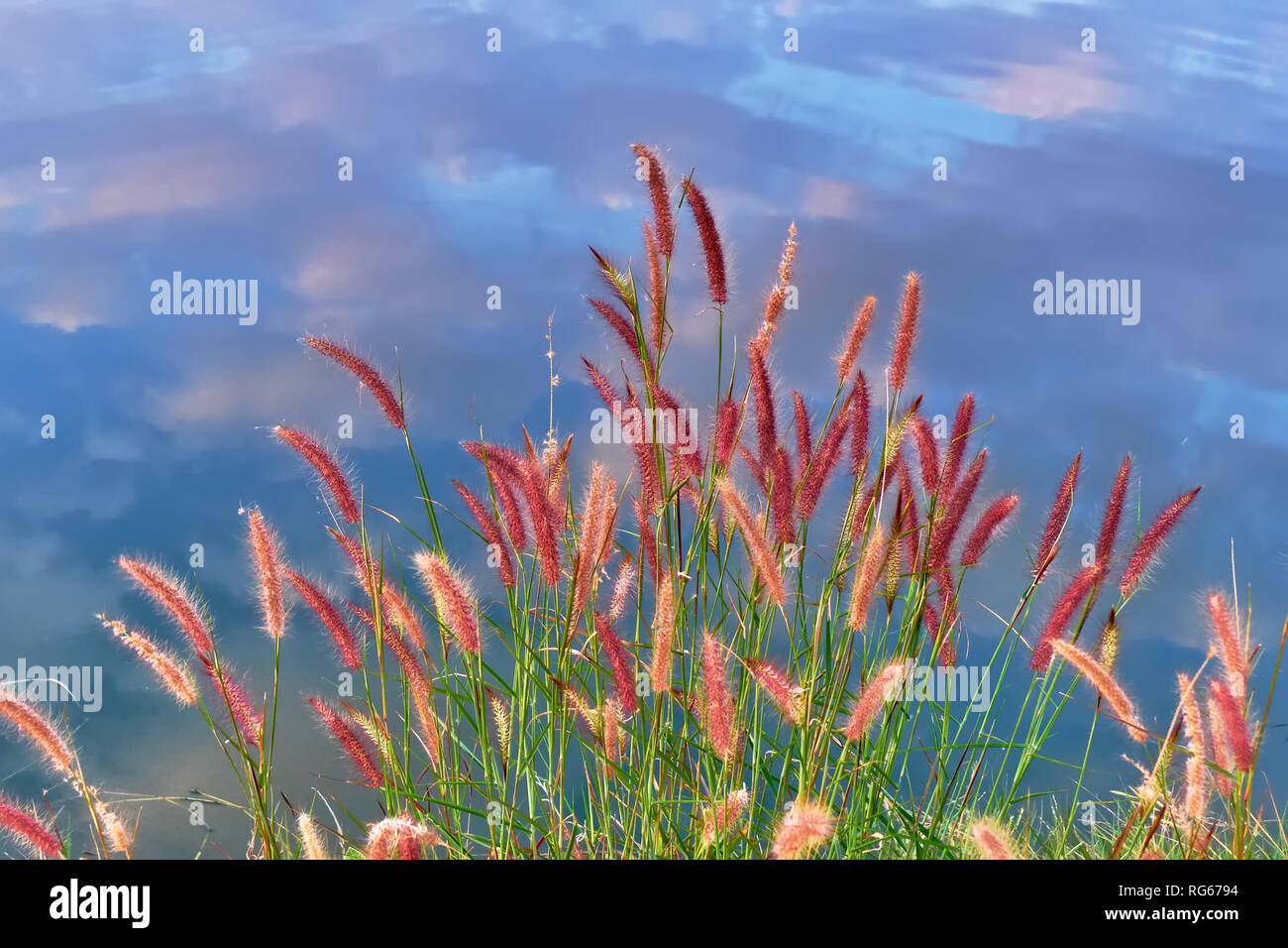 Fountain grass and reflection of cloudy sky in water Stock Photo - Alamy