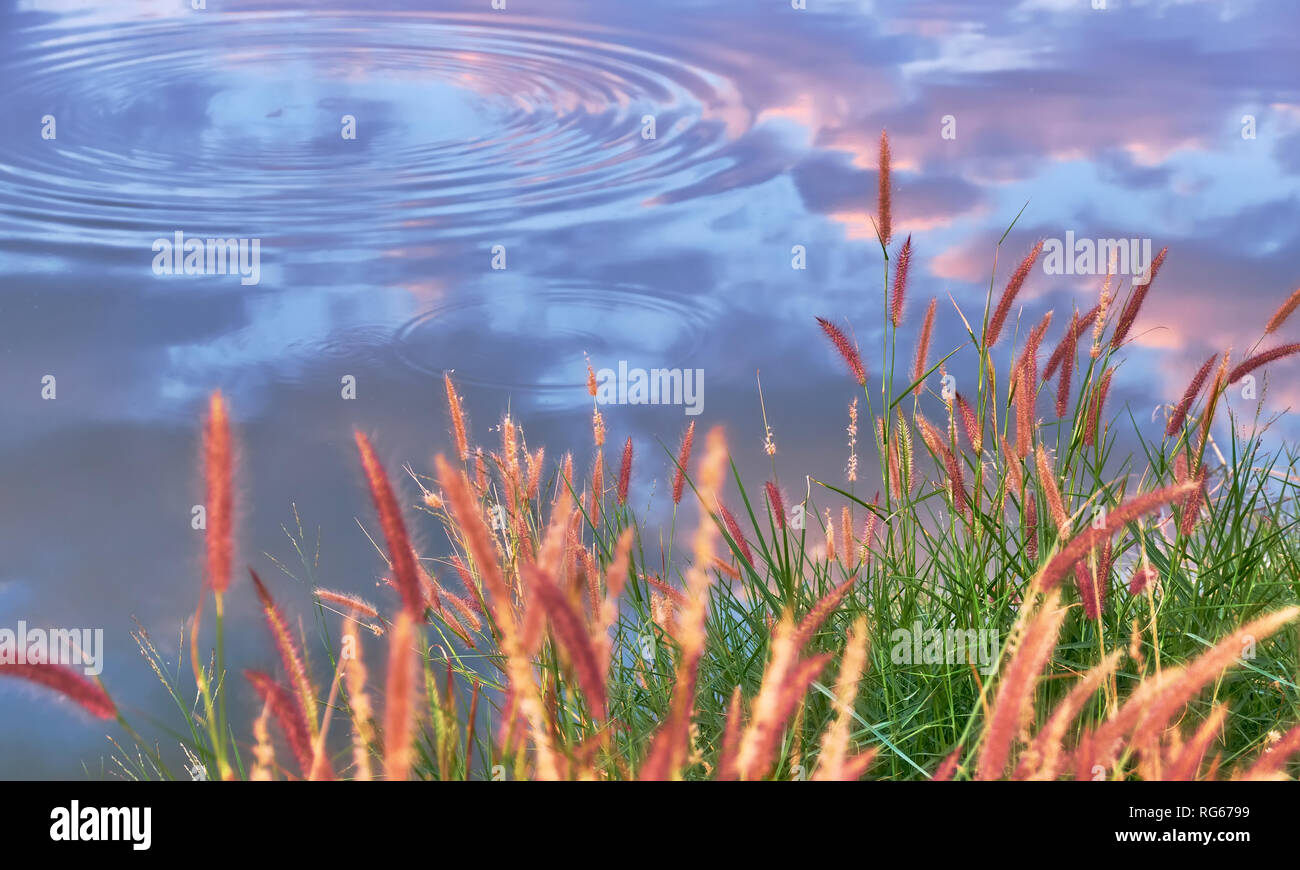 Grass in the water with reflection hi-res stock photography and images ...