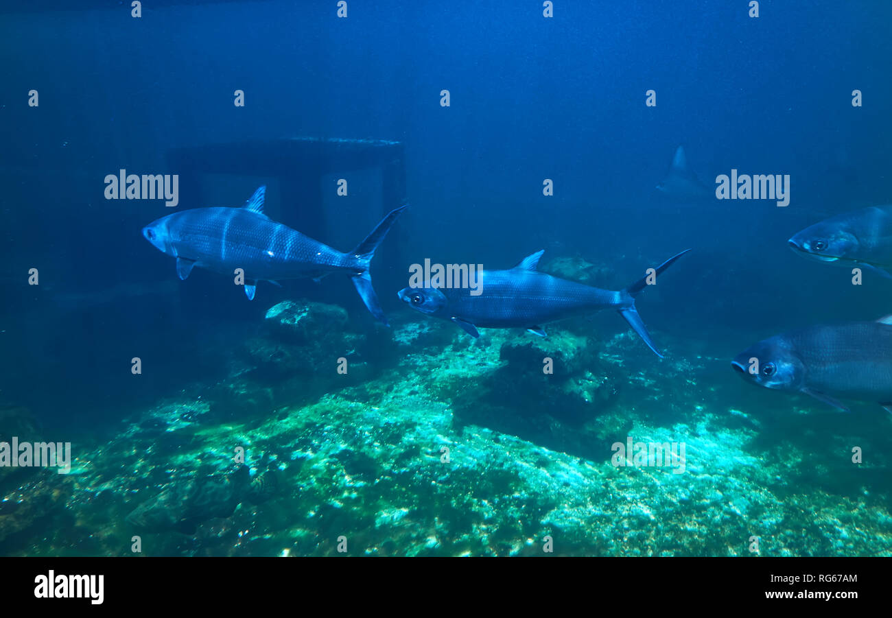Fish swimming under water hi-res stock photography and images - Alamy