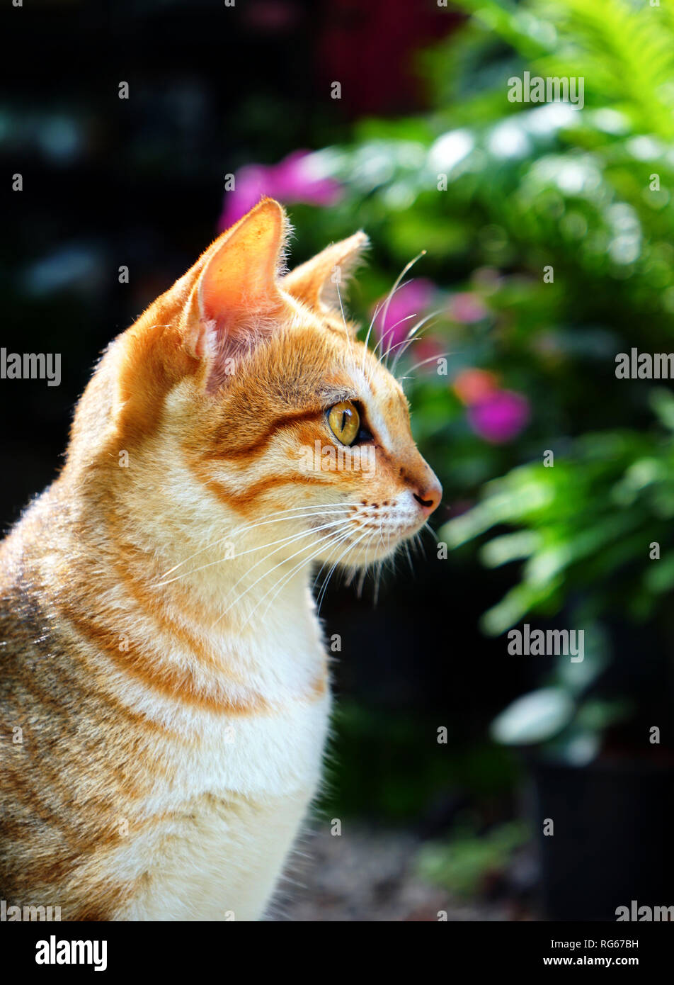 Ginger cat in garden Stock Photo - Alamy