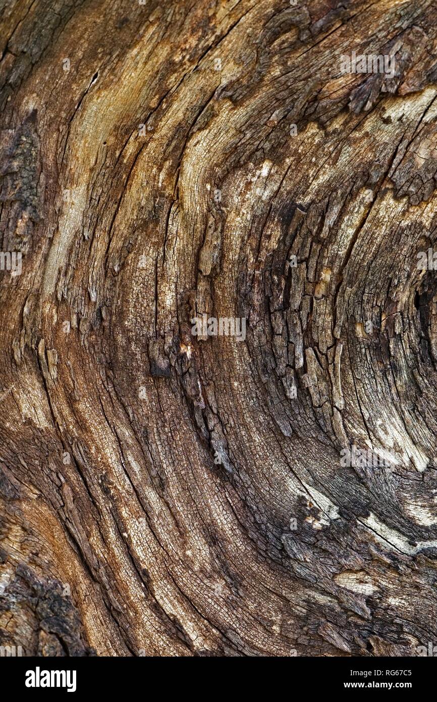 Dead hardwood tree hi-res stock photography and images - Alamy