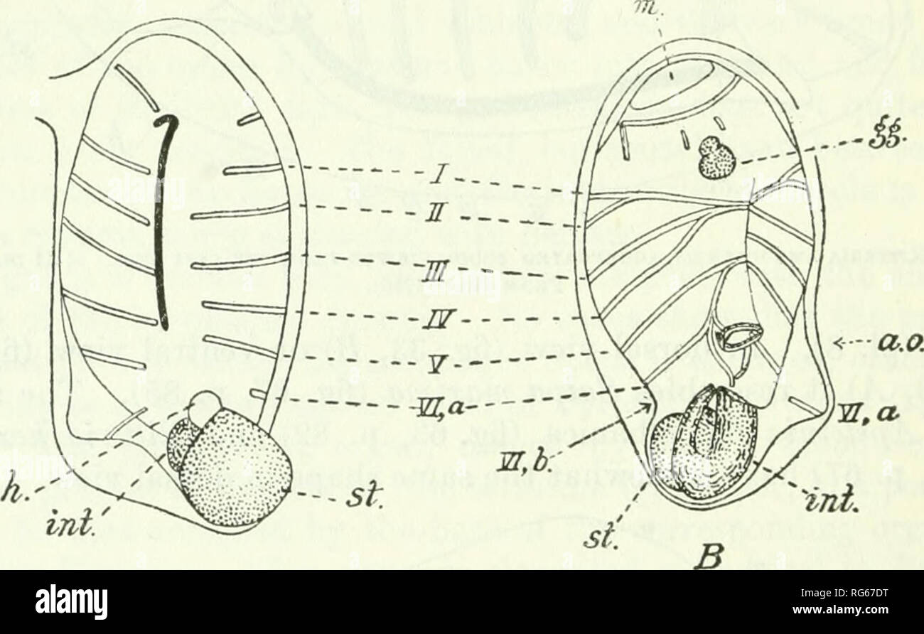 . Bulletin - United States National Museum. Science. 60 BULLETIN 100 ...